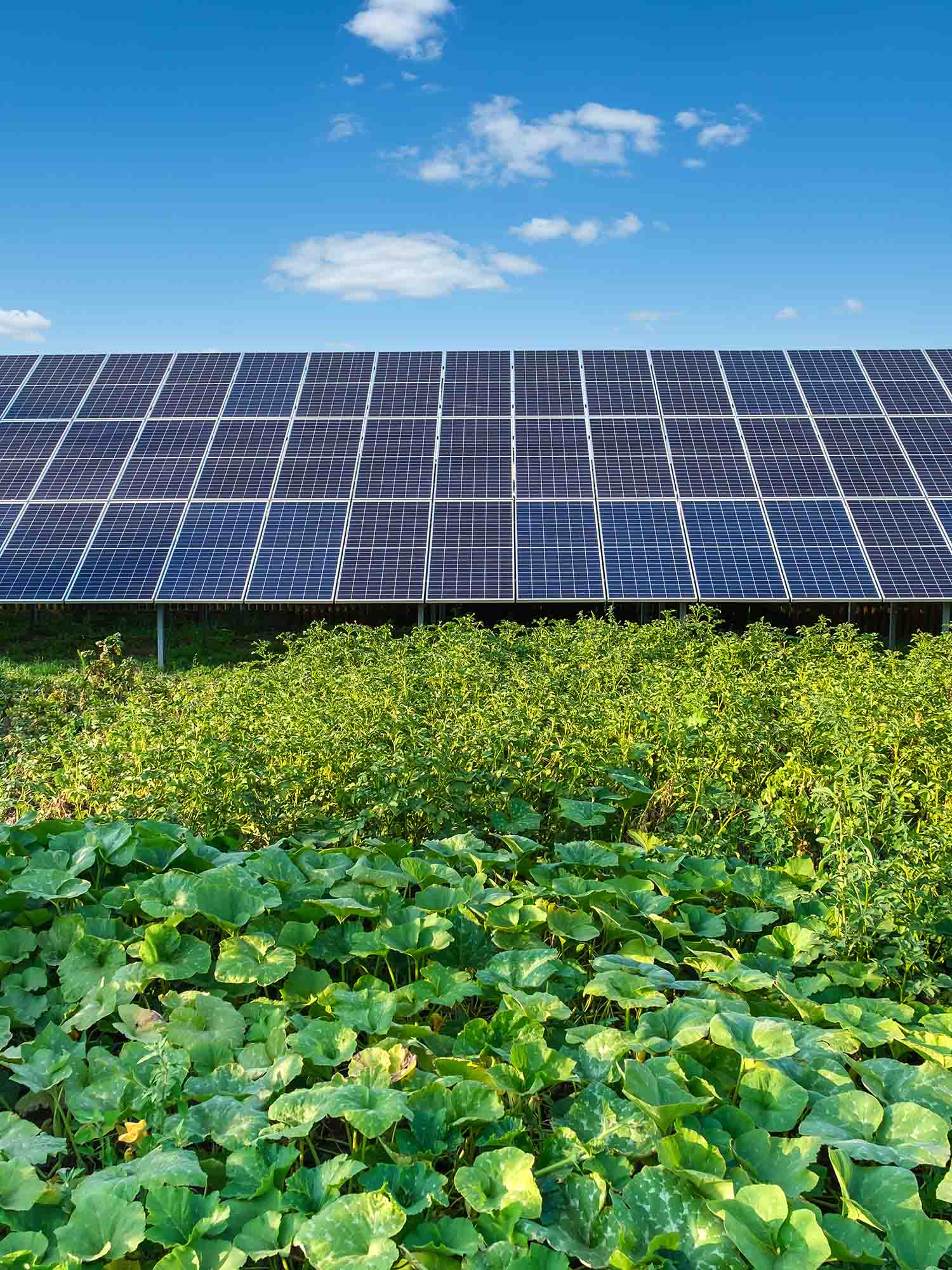 Solar Panel Installers for Fruit Farms